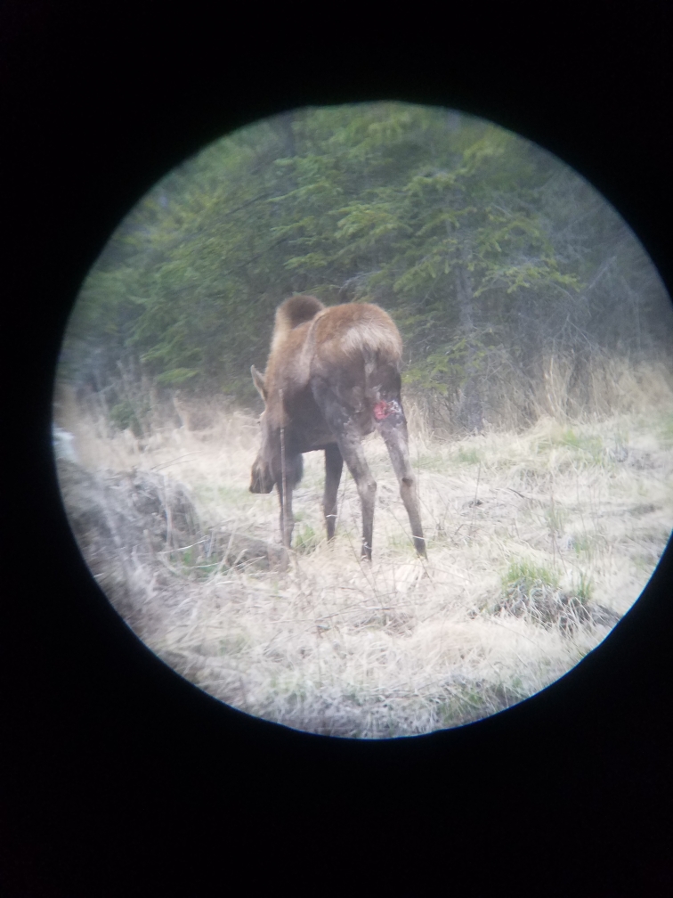 Hooligan Fishing in the Kenai River – MisadventuresofanAlaskanHousewife