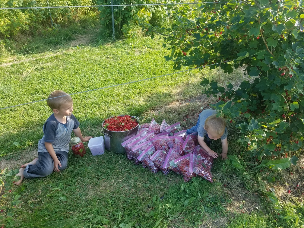 Currants – The Alaskan Sour Cherry – MisadventuresofanAlaskanHousewife